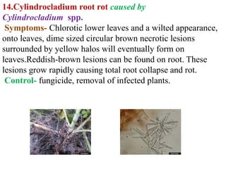 Fungal diseases of fruit crops banana | PPTX