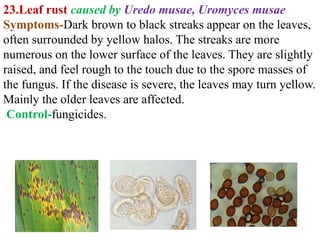 Fungal diseases of fruit crops banana | PPTX