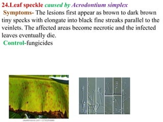 Fungal diseases of fruit crops banana | PPTX