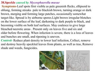 Fungal diseases of fruit crops banana | PPTX