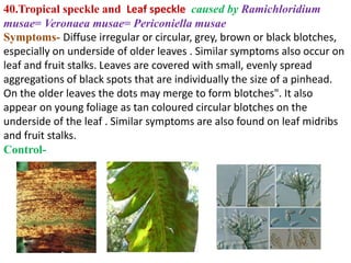 Fungal diseases of fruit crops banana | PPTX