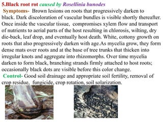 Fungal diseases of fruit crops banana | PPTX