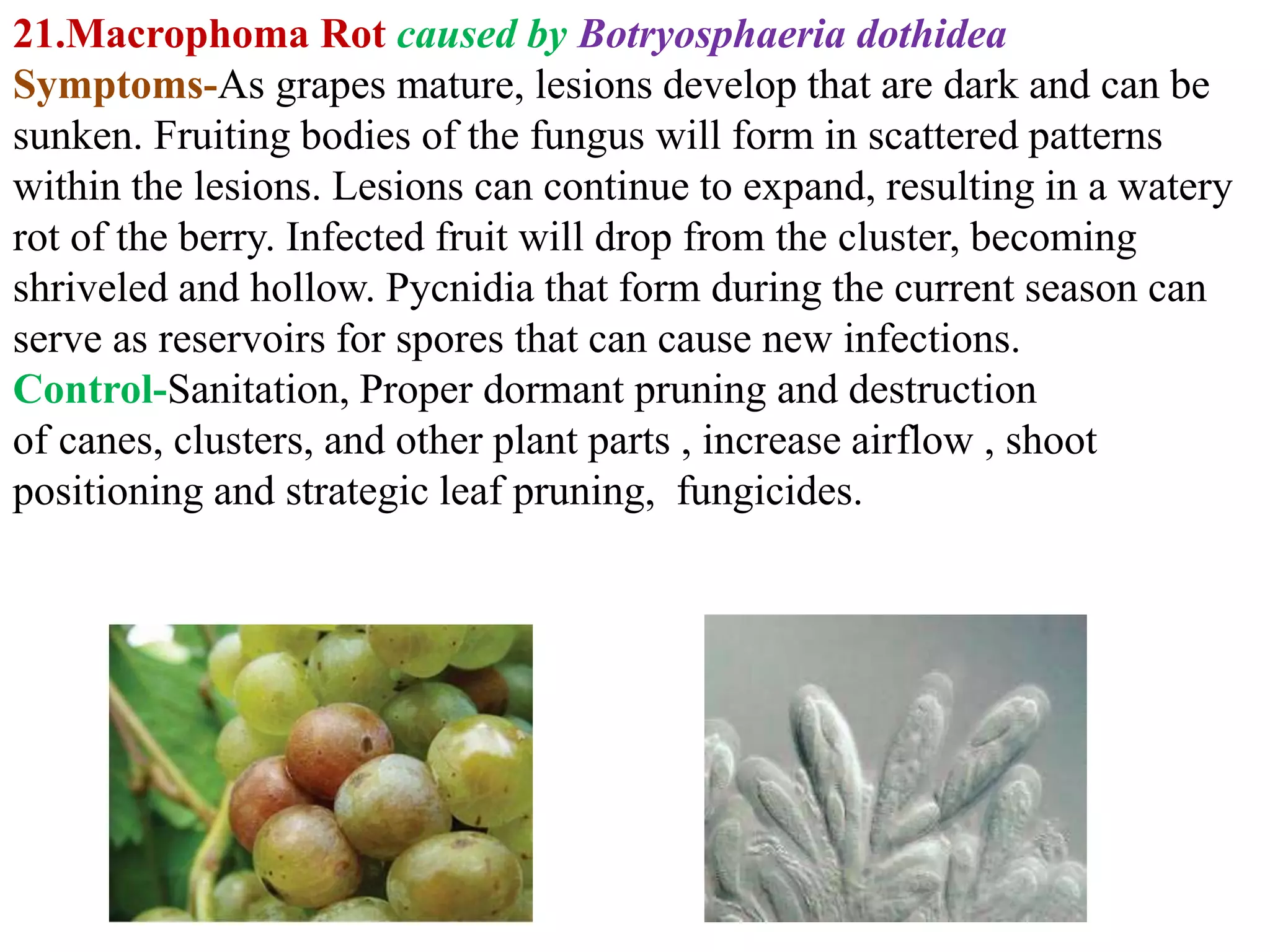 Fungal diseases of fruit crops grapes | PPTX