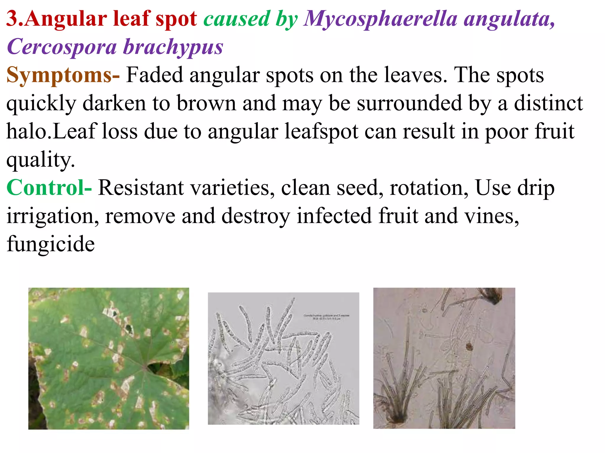 Fungal diseases of fruit crops grapes | PPTX