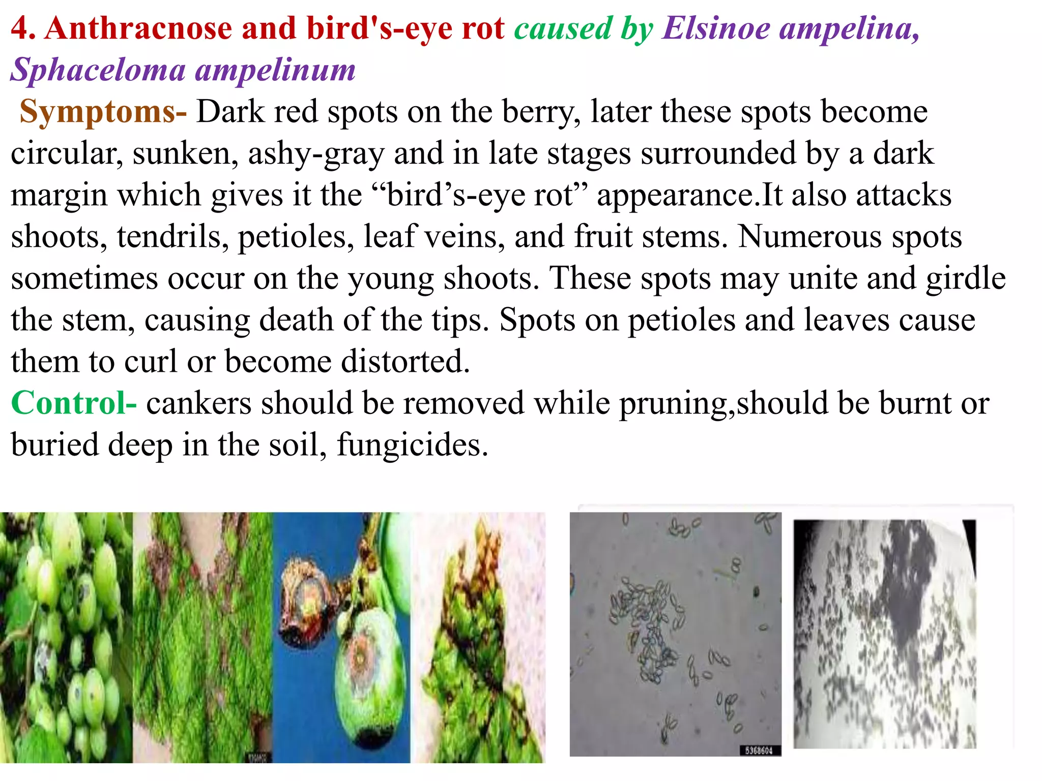 Fungal diseases of fruit crops grapes | PPTX