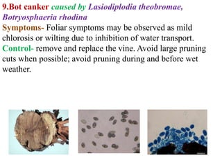 Fungal diseases of fruit crops grapes | PPTX