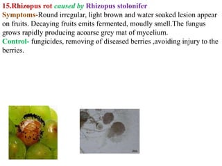 Fungal diseases of fruit crops grapes | PPTX