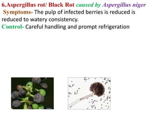 Fungal diseases of fruit crops grapes | PPTX