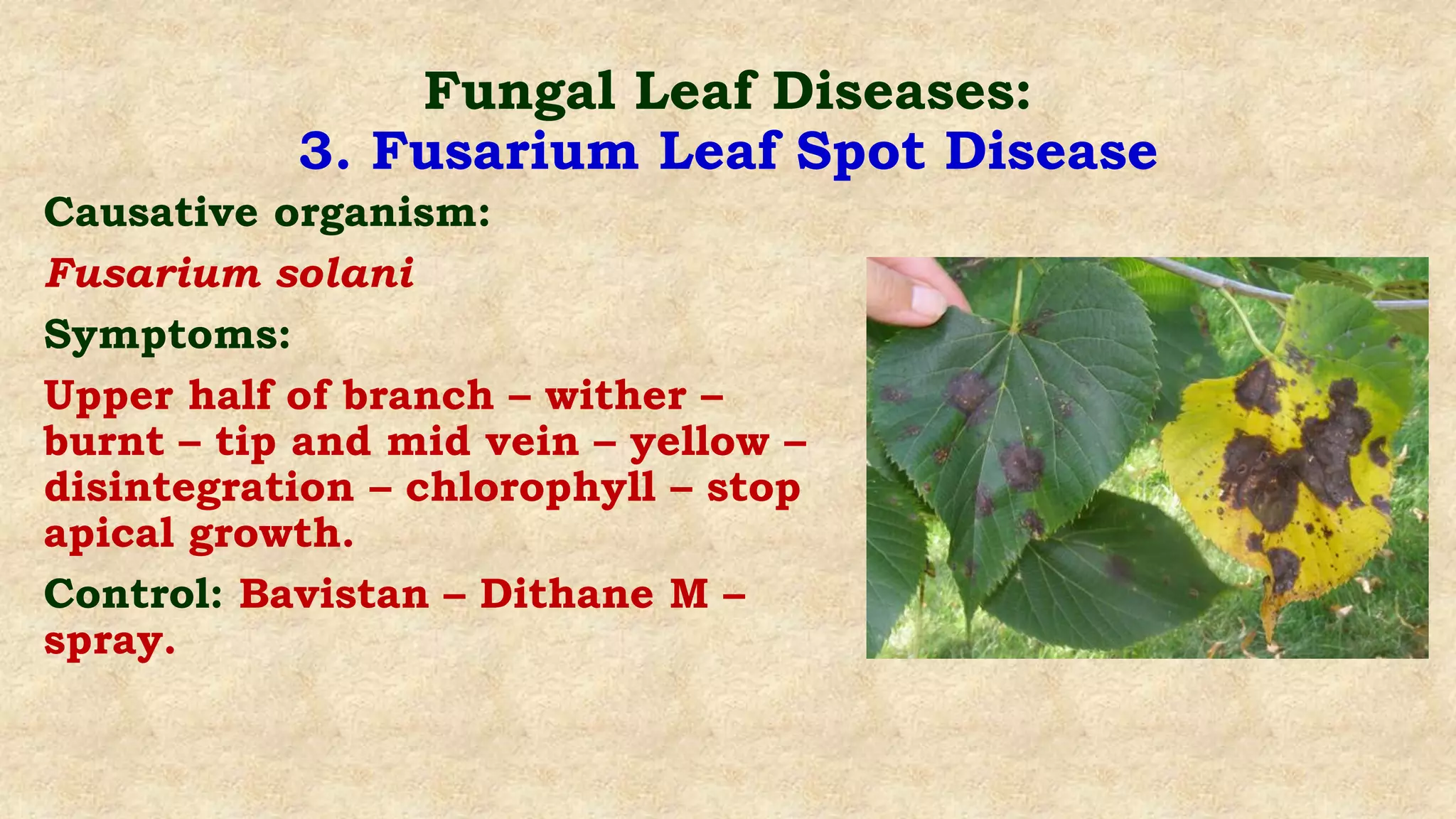 Fungal diseases of Mulberry.pptx