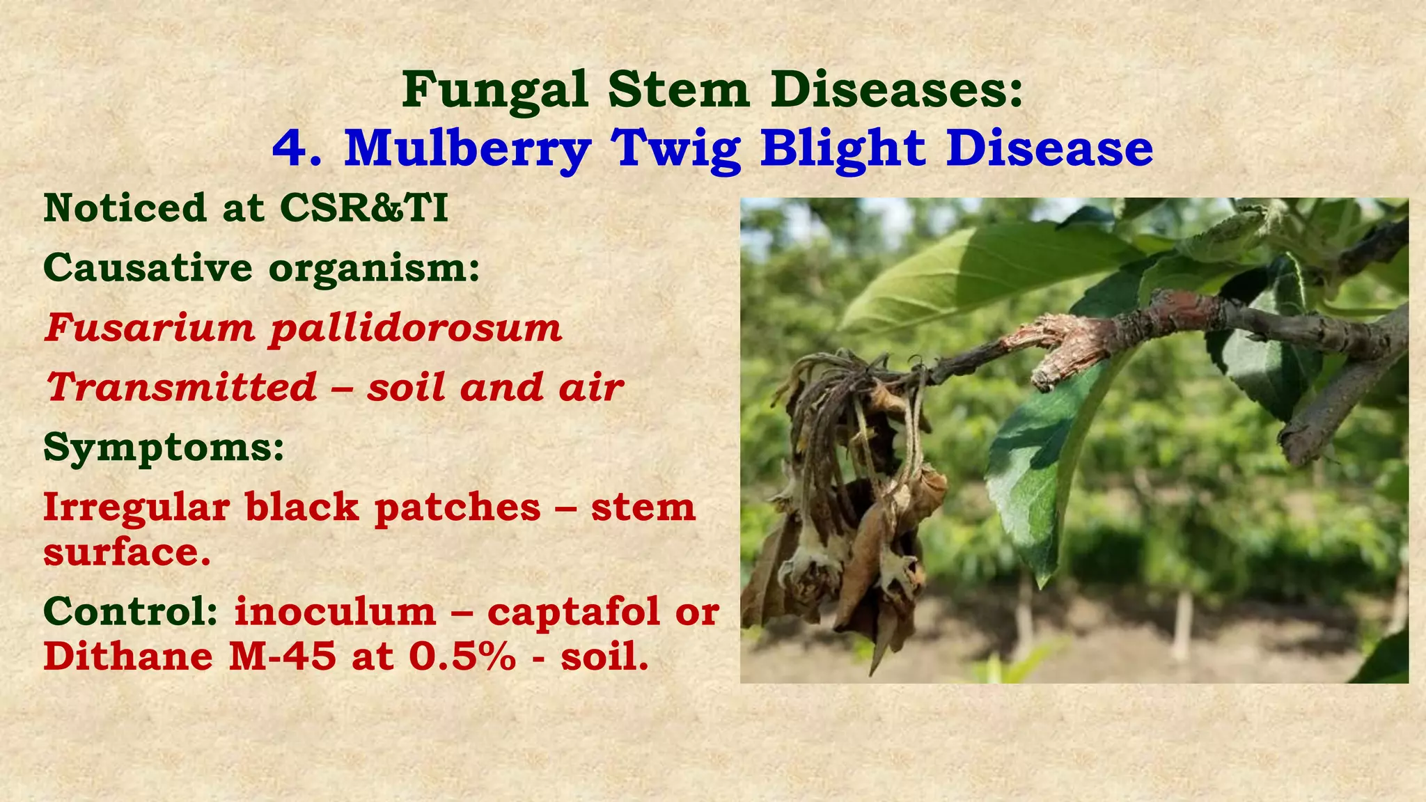 Fungal diseases of Mulberry.pptx
