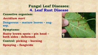 Fungal diseases of Mulberry.pptx