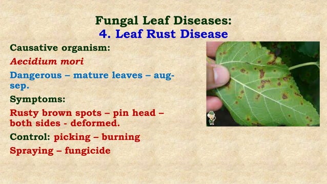 Fungal diseases of Mulberry.pptx | Gardening | Home & Garden