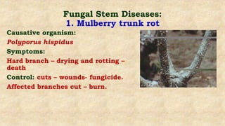 Fungal diseases of Mulberry.pptx