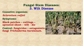 Fungal diseases of Mulberry.pptx