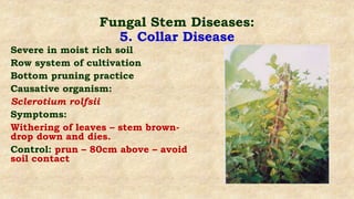 Fungal diseases of Mulberry.pptx
