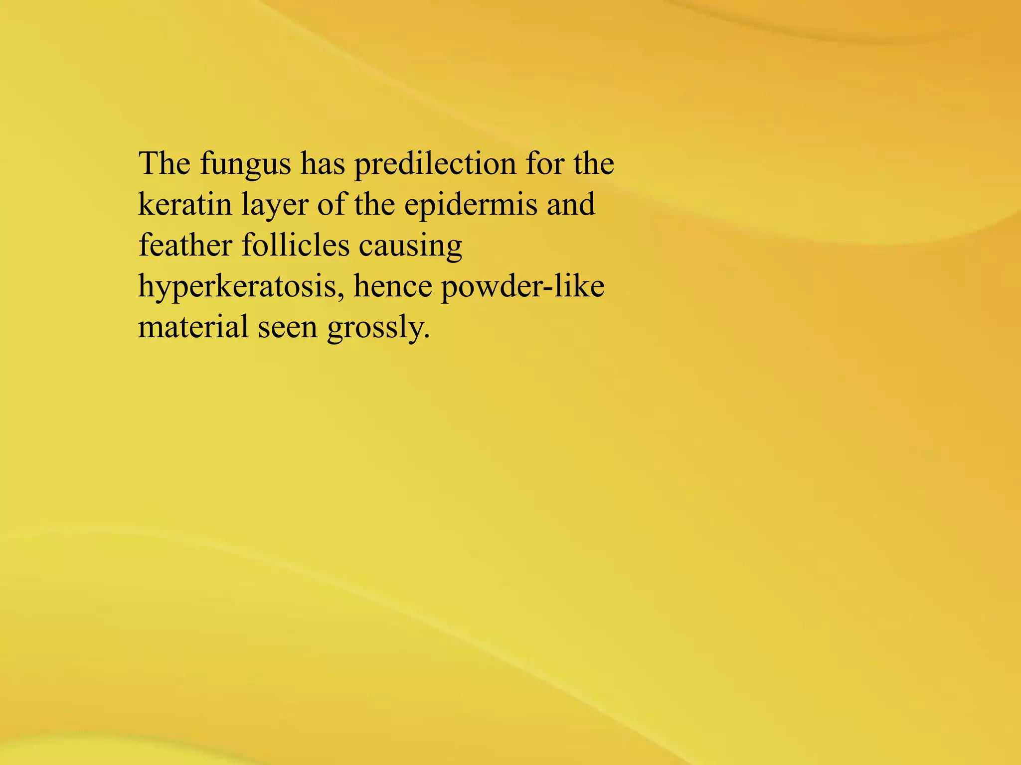 fungal diseases of poultryfavus .ochroconosis.pdf