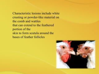 fungal diseases of poultryfavus .ochroconosis.pdf