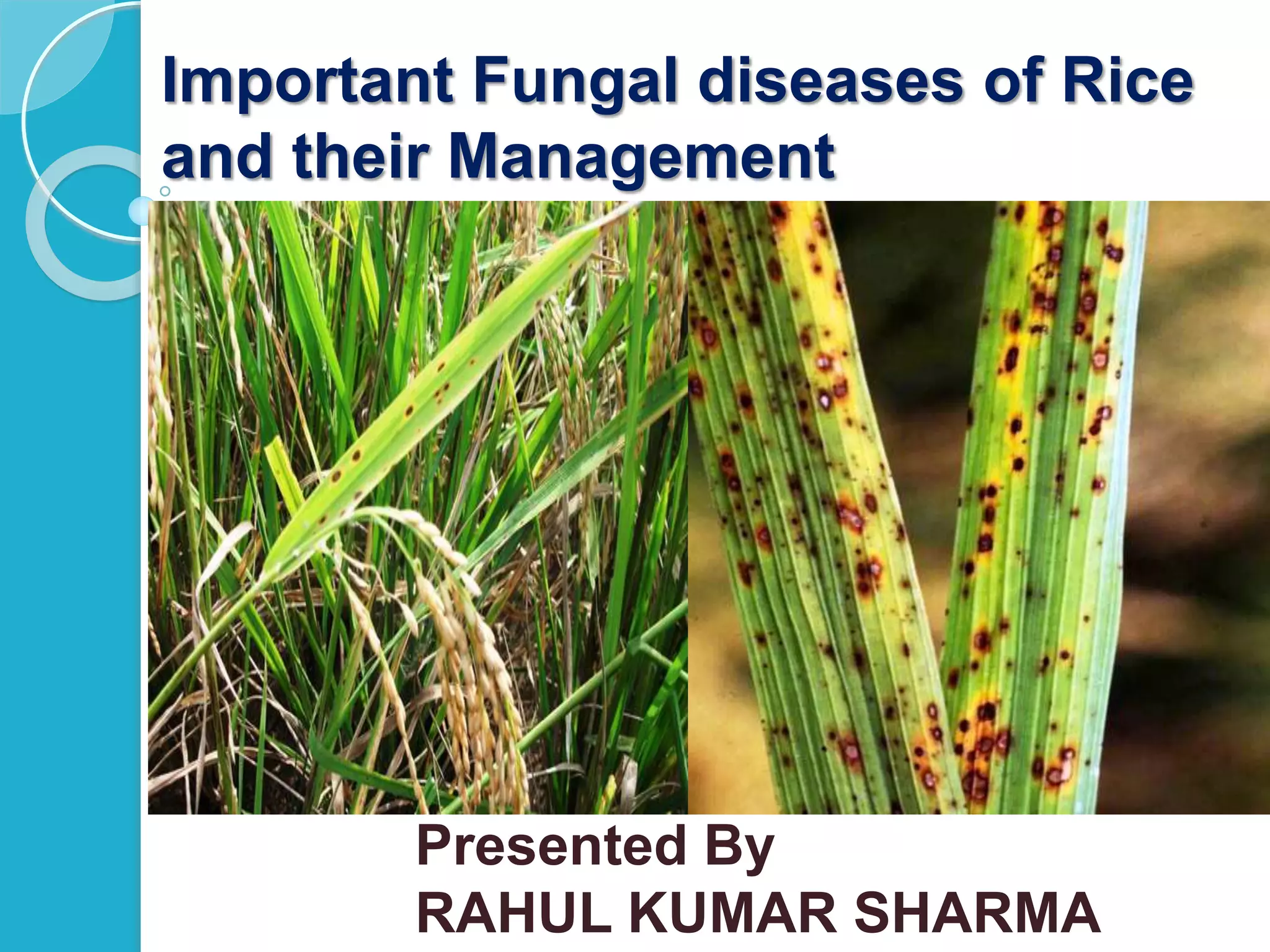 Fungal diseases of RICE.pptx