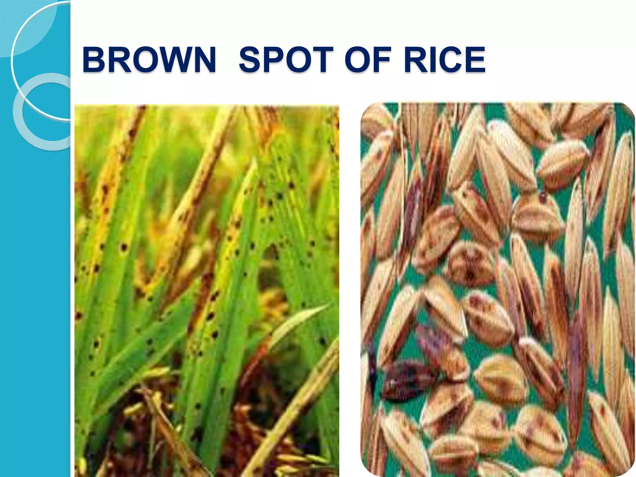 Fungal diseases of RICE.pptx