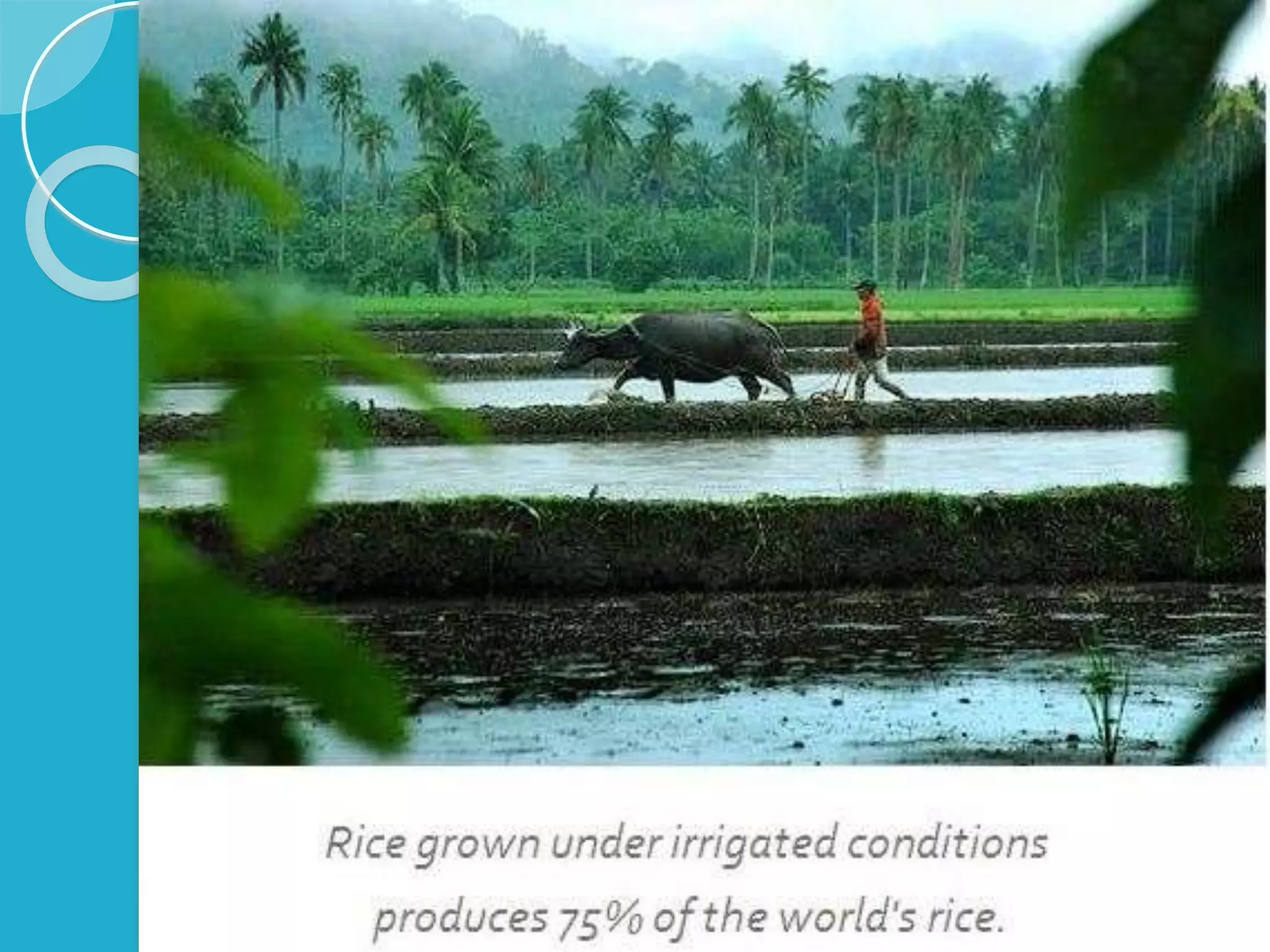 Fungal diseases of RICE.pptx