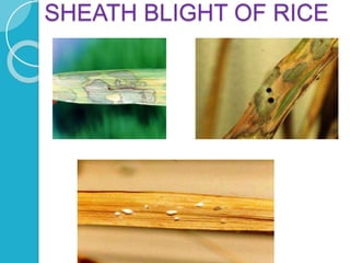 Fungal diseases of RICE.pptx