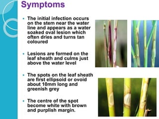 Fungal diseases of RICE.pptx