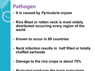 Fungal diseases of RICE.pptx