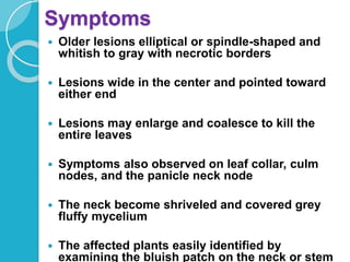 Fungal diseases of RICE.pptx