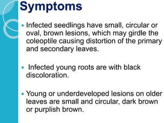 Fungal diseases of RICE.pptx