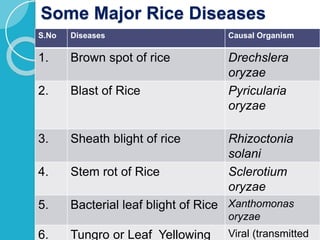 Fungal diseases of RICE.pptx