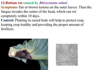 Fungal diseases of vegetables-Cabbage | PPTX