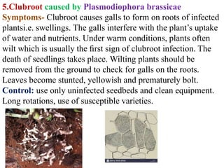 Fungal diseases of vegetables-Cabbage | PPTX