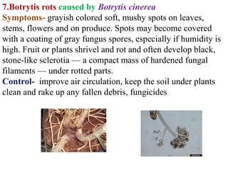 Fungal diseases of vegetables bhindi | PPTX