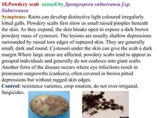 Fungal diseases of vegetables potato | PPTX