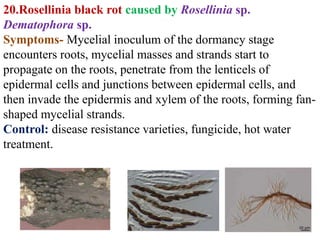 Fungal diseases of vegetables potato | PPTX
