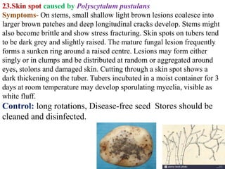Fungal diseases of vegetables potato | PPTX