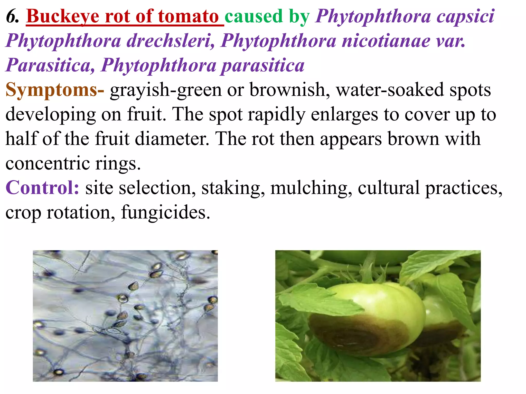 Fungal diseases of vegetables tomato | PPTX