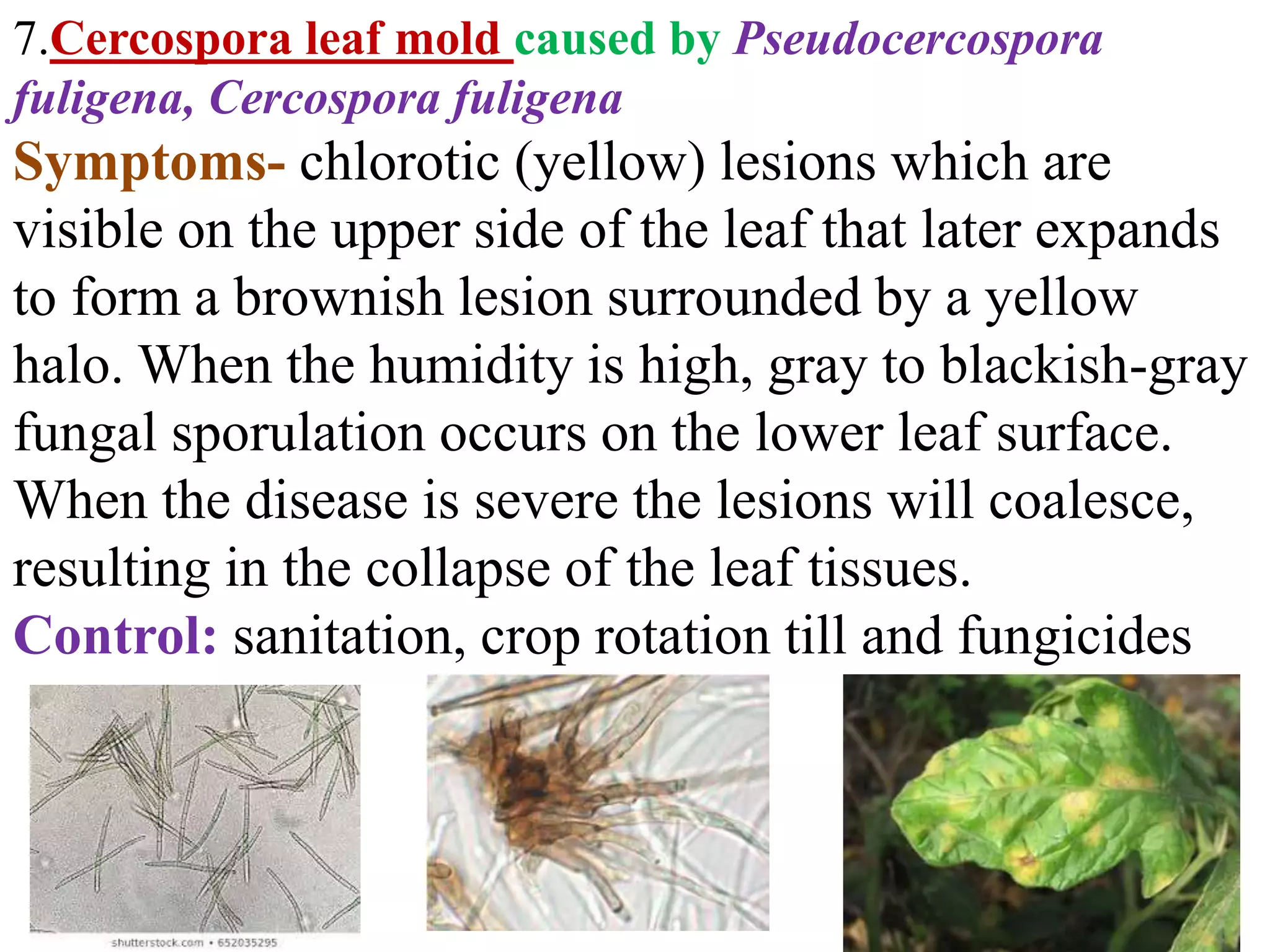Fungal diseases of vegetables tomato | PPTX