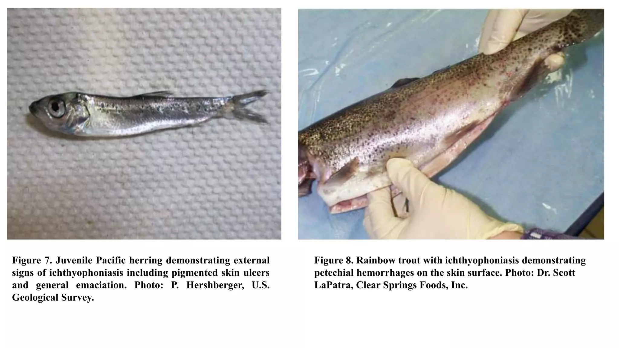 Fungal Diseases on Fishes | PPTX