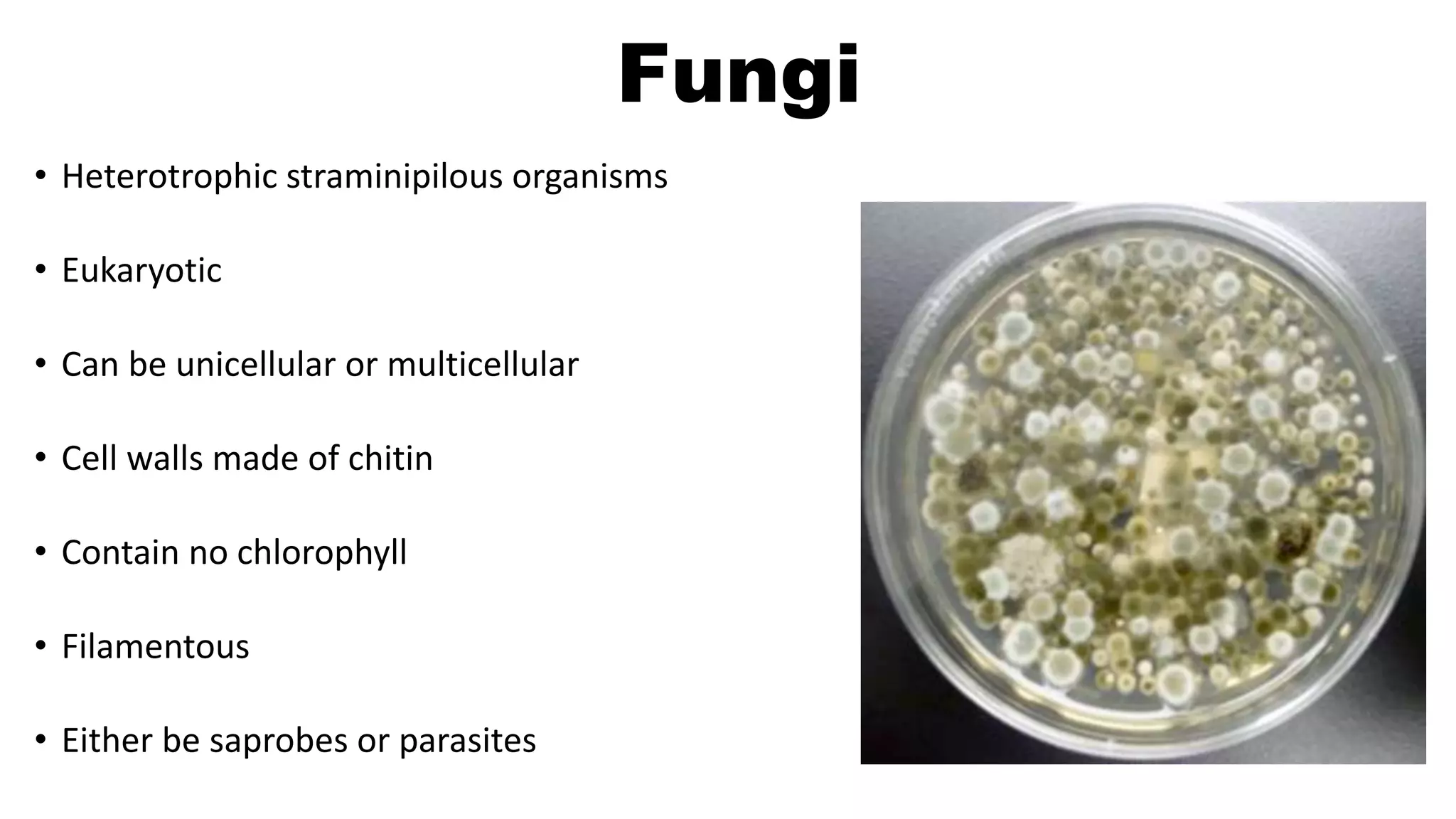 Fungal Diseases on Fishes | PPTX