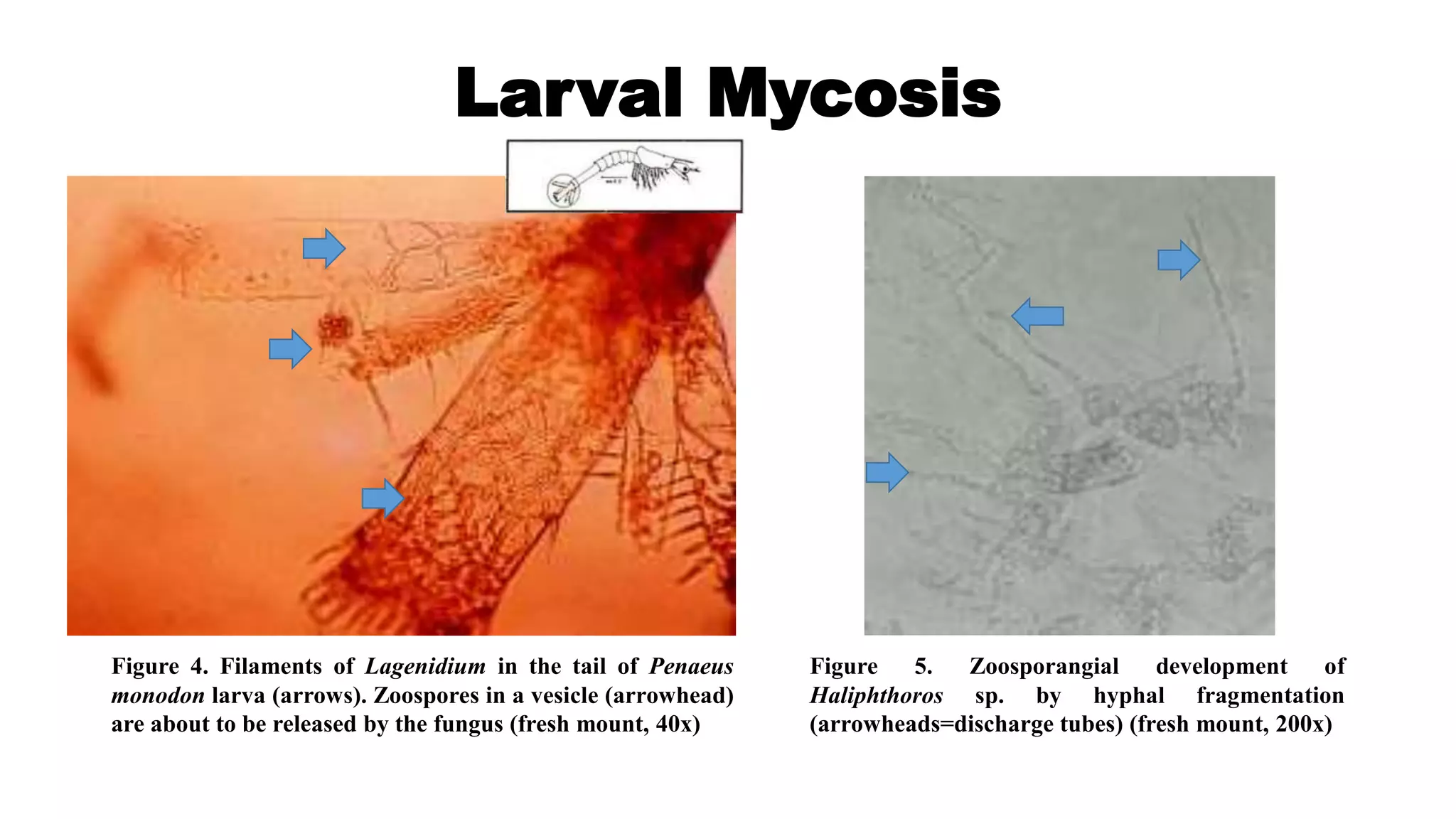 Fungal Diseases on Fishes | PPTX