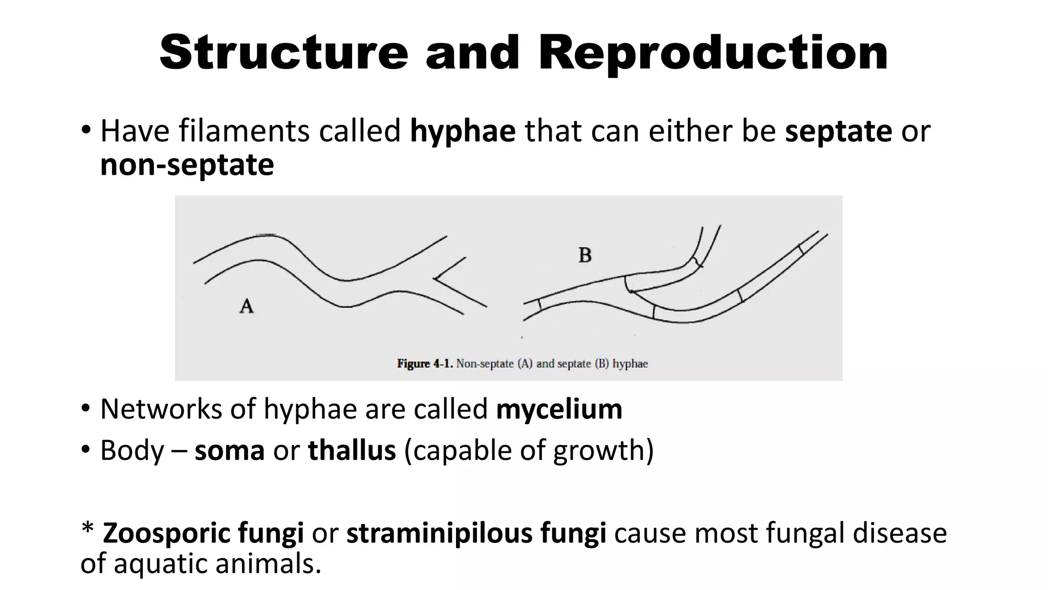 Fungal Diseases on Fishes | PPTX