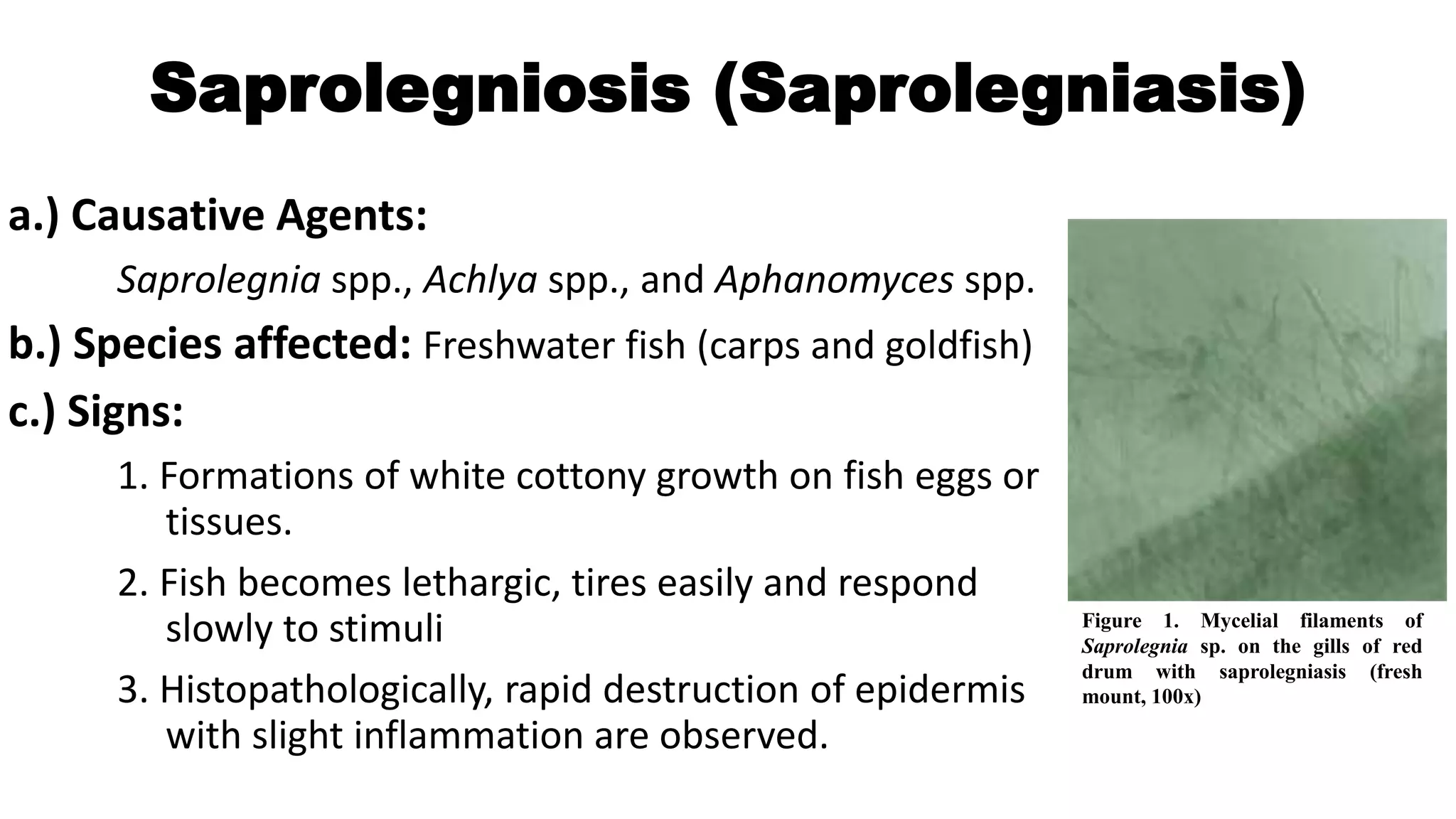 Fungal Diseases on Fishes | PPTX