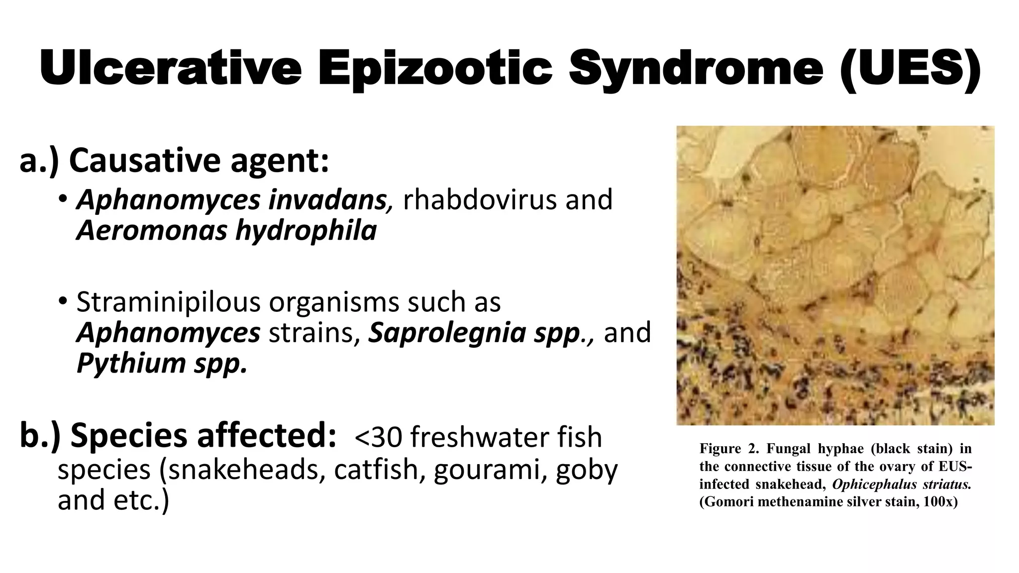 Fungal Diseases on Fishes | PPTX