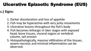 Fungal Diseases on Fishes | PPTX