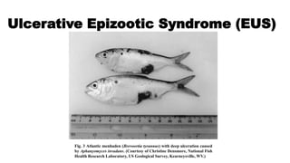 Fungal Diseases on Fishes | PPTX