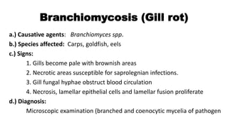 Fungal Diseases on Fishes | PPTX