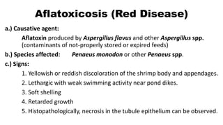 Fungal Diseases on Fishes | PPTX