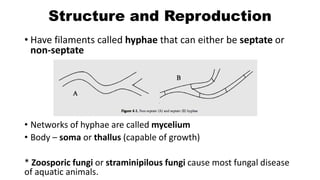 Fungal Diseases on Fishes | PPTX