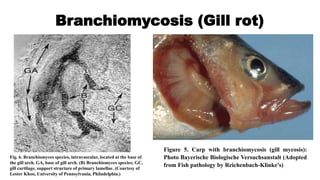 Fungal Diseases on Fishes | PPT